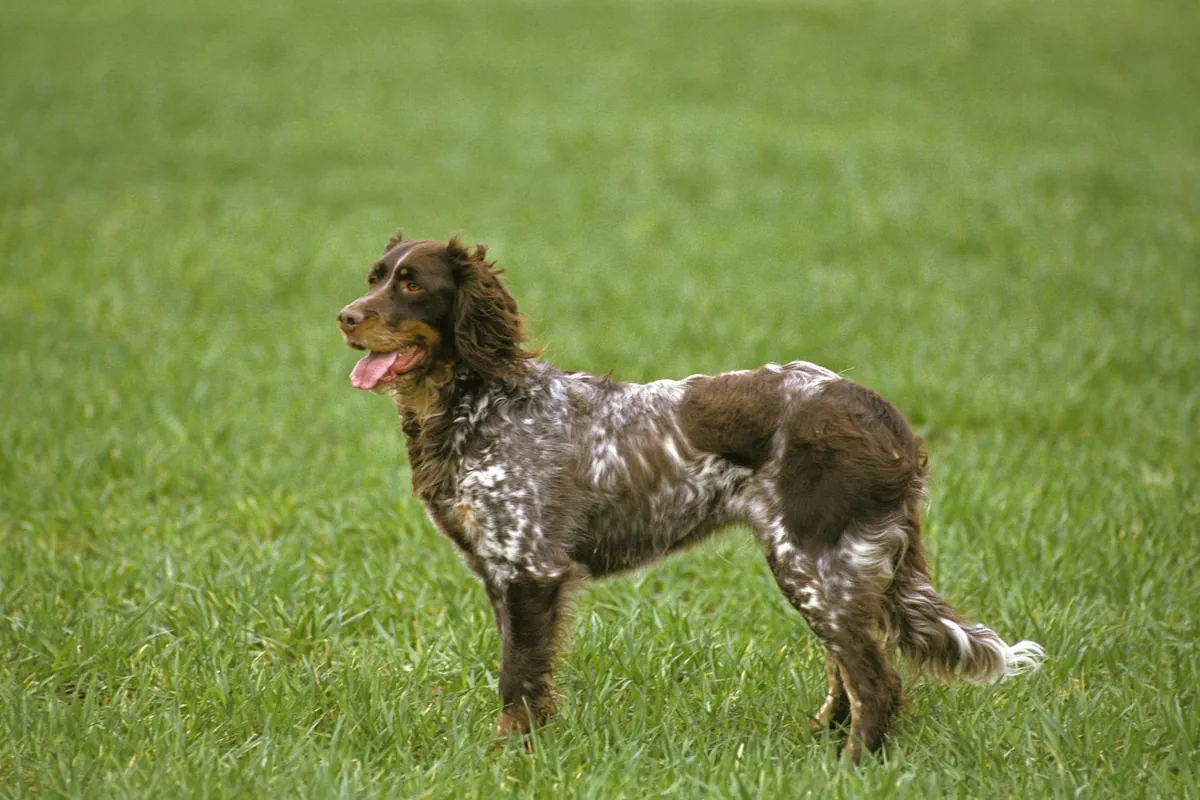 Épagneul picard – Fågelhunden