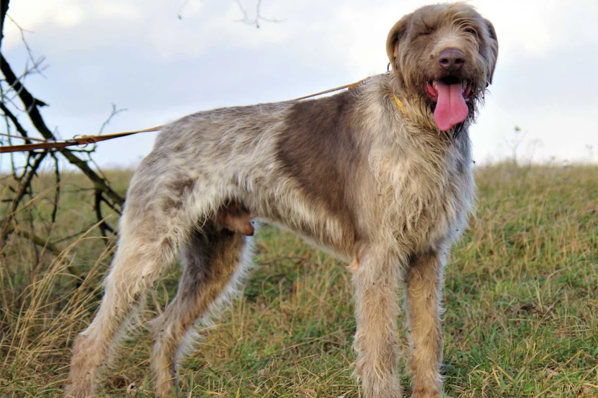 Slovenský hrubosrsty stavac (ohar) – Fågelhunden